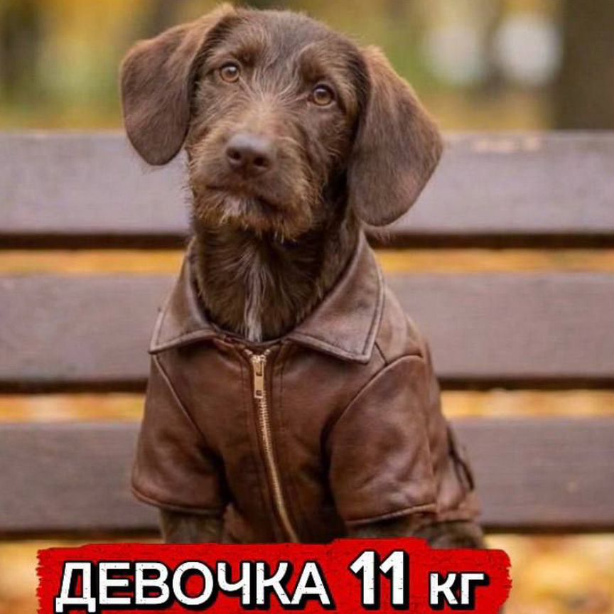 Взрослая собака в добрые руки