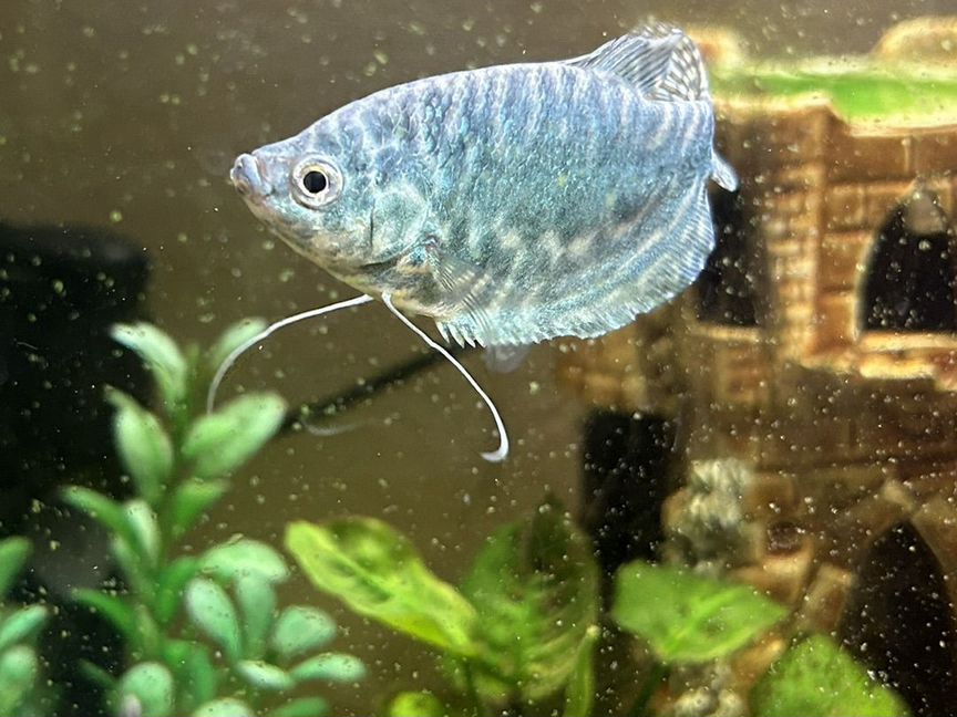 Рыба гурами