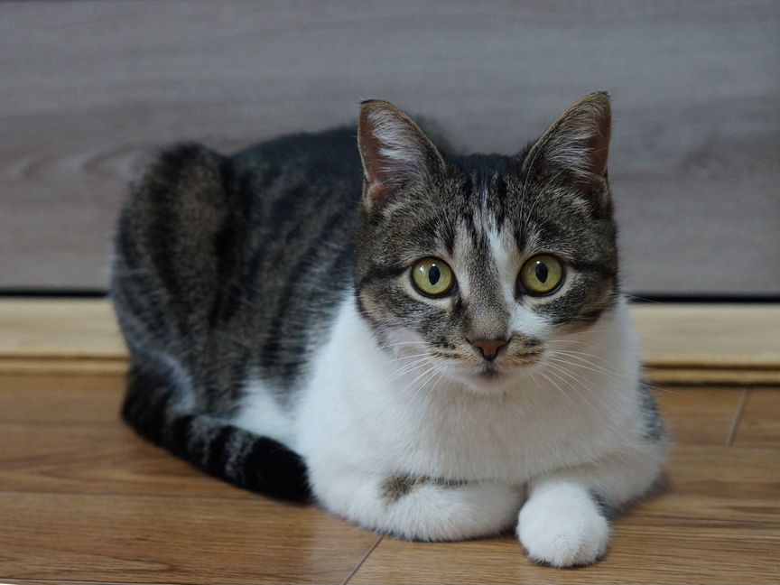 Кошечка-сокровище