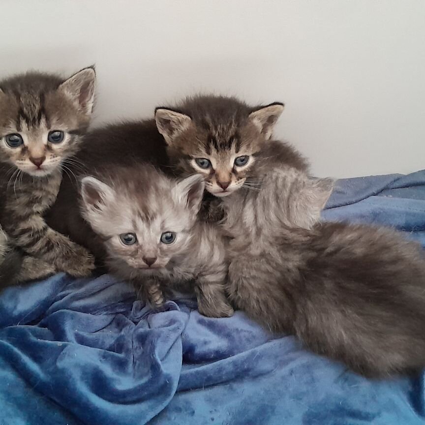 Отдам котят в хорошие руки, 2 дев и 2мальчика