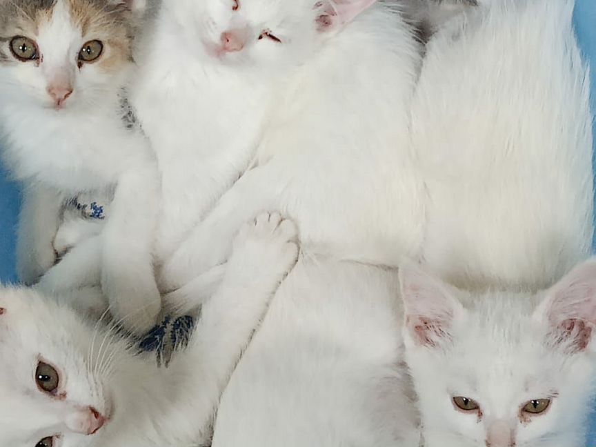 Котята в добрые руки