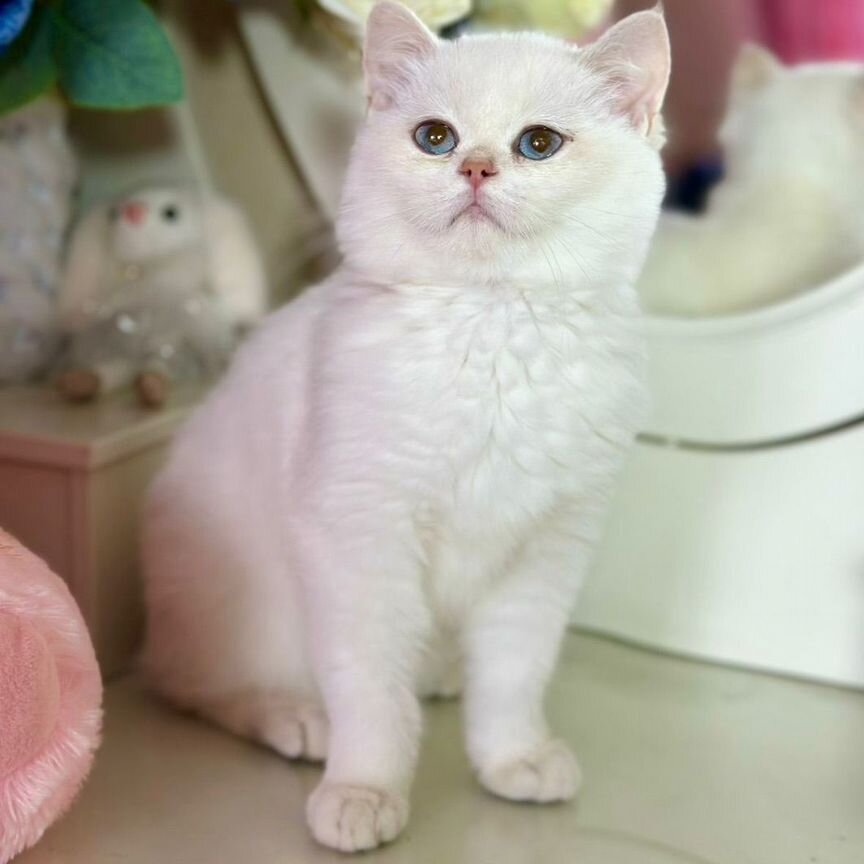 Британская шиншилла