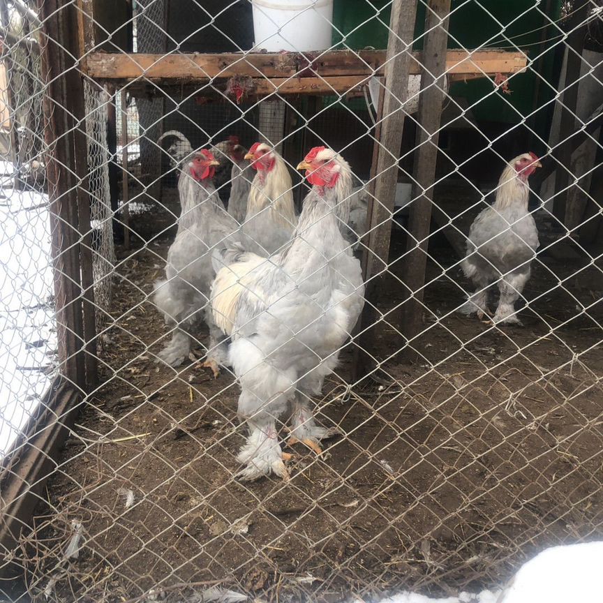 Петух брама изабелла