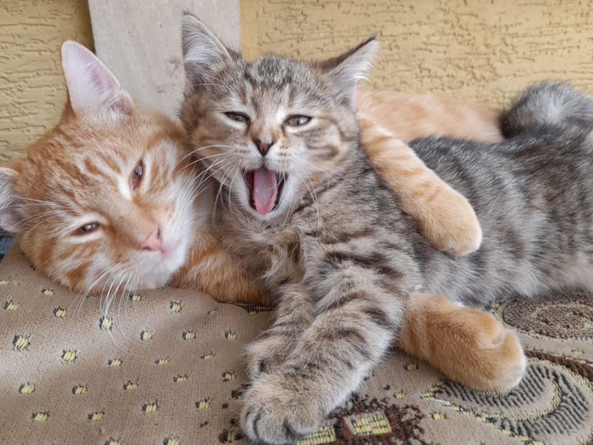 Котята отдам в добрые руки бесплатно