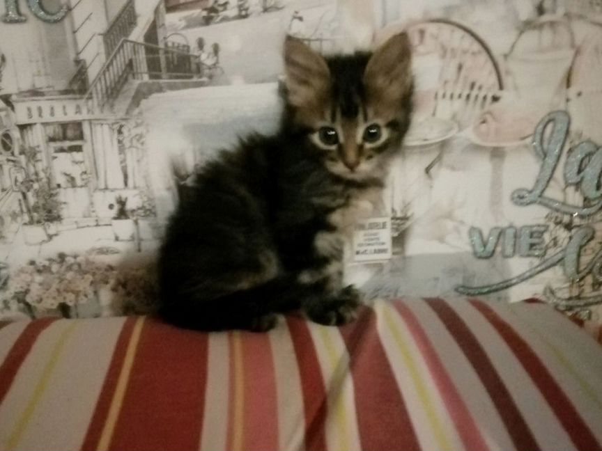 Кошка