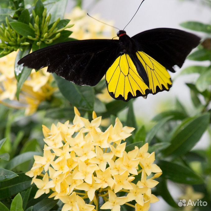 Экзотика Живые бабочки т/б-5