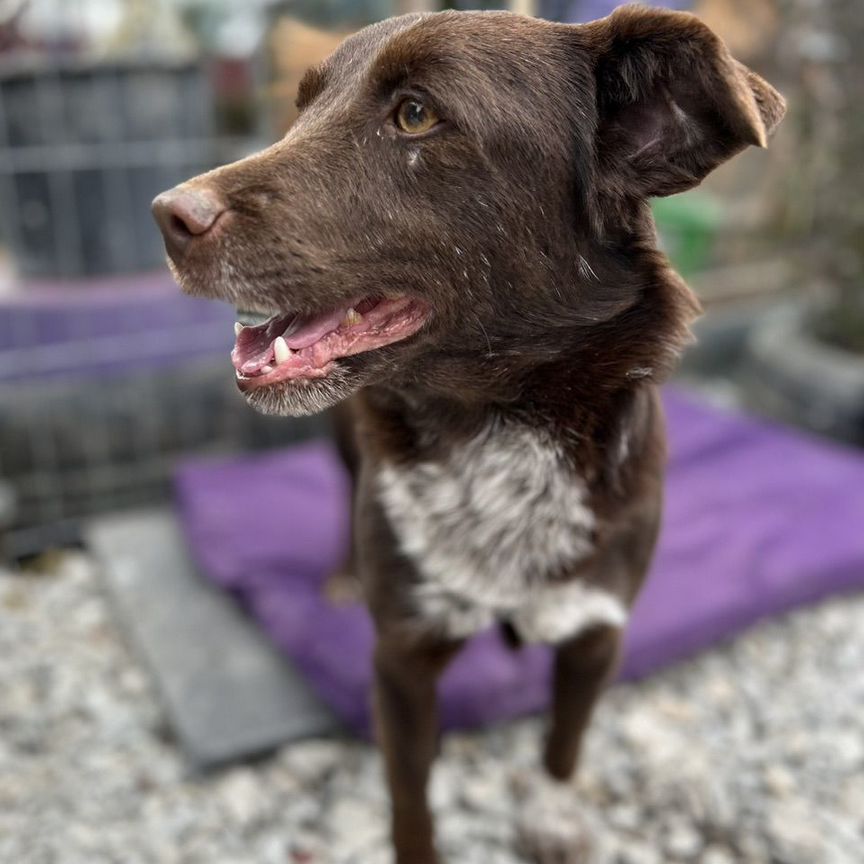 Небольшая собака в добрые руки бесплатно