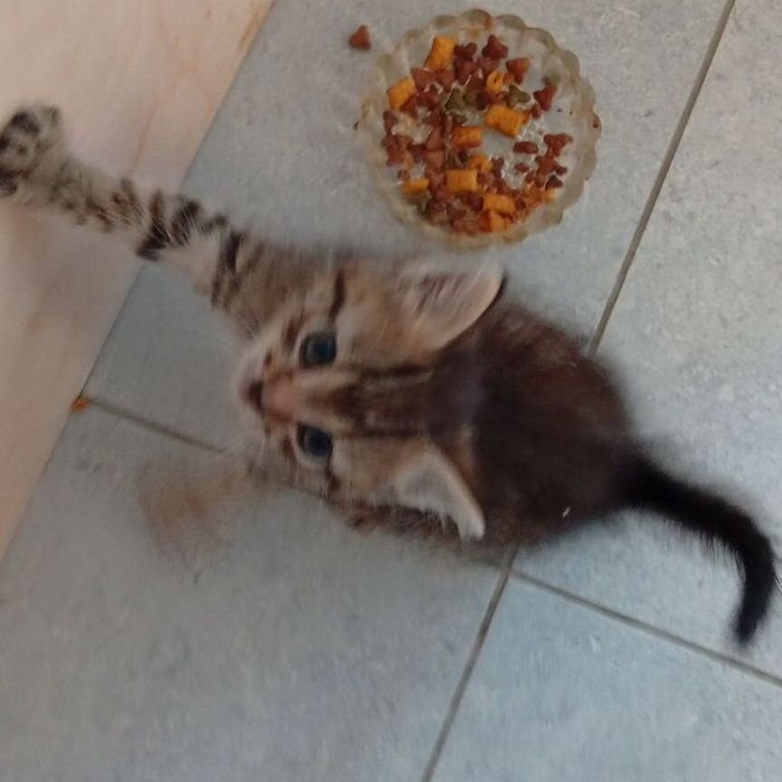 Котёнок в добрые руки
