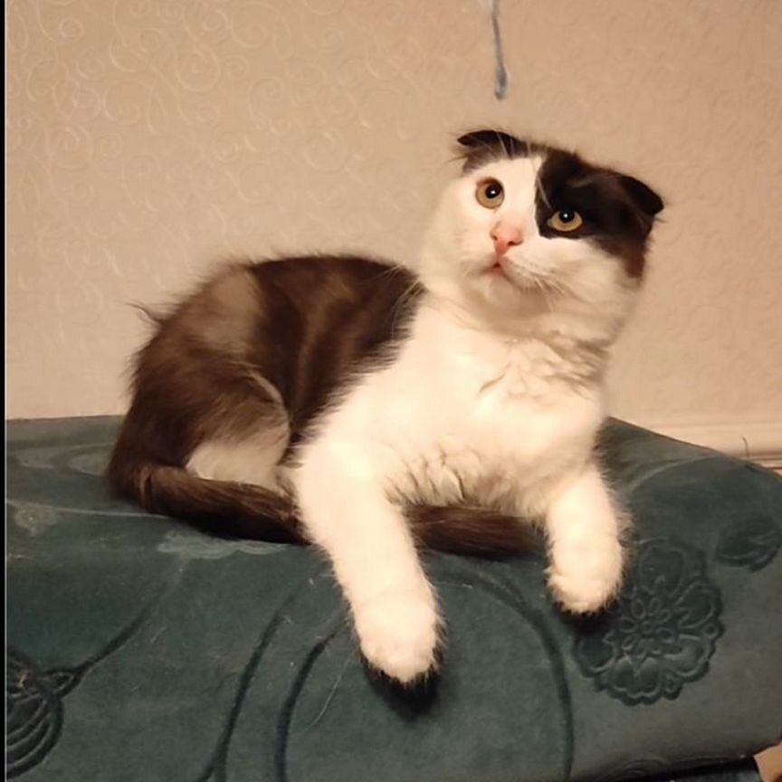 Котенок с маленькими ушками