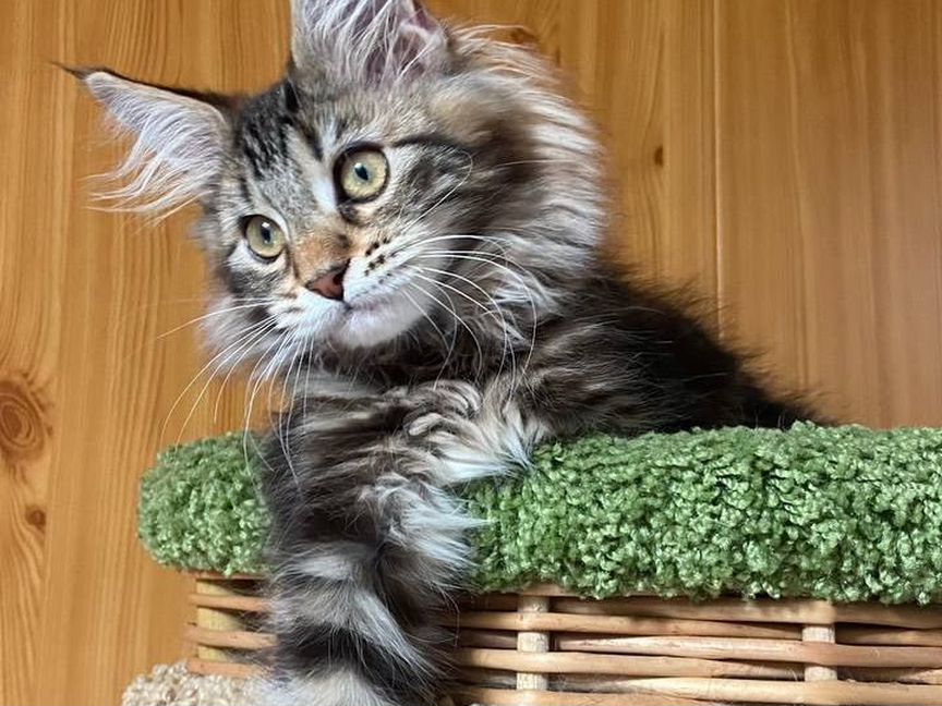 Котята мейн-кун девочка