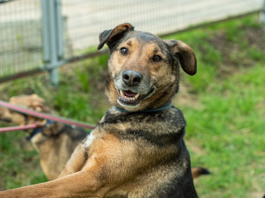 Собака в добрые руки отдам бесплатно