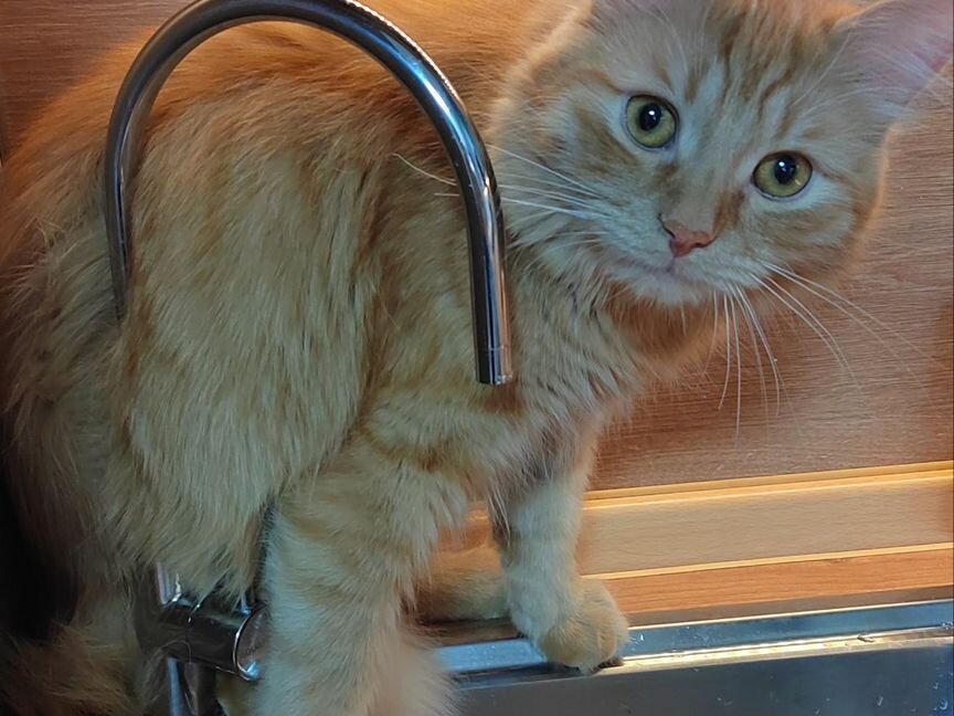 Рыжий Кот в добрые руки