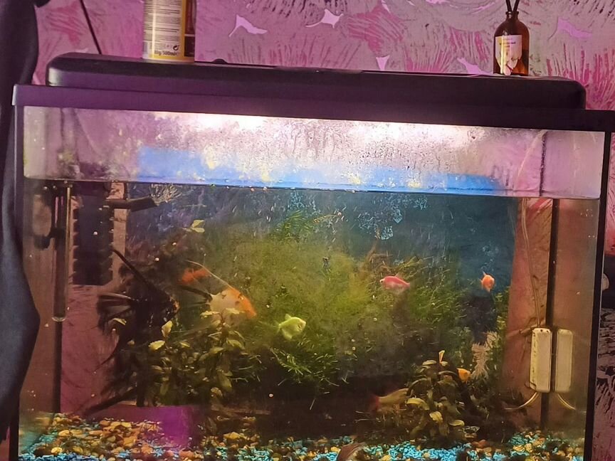 Аквариум с рыбками