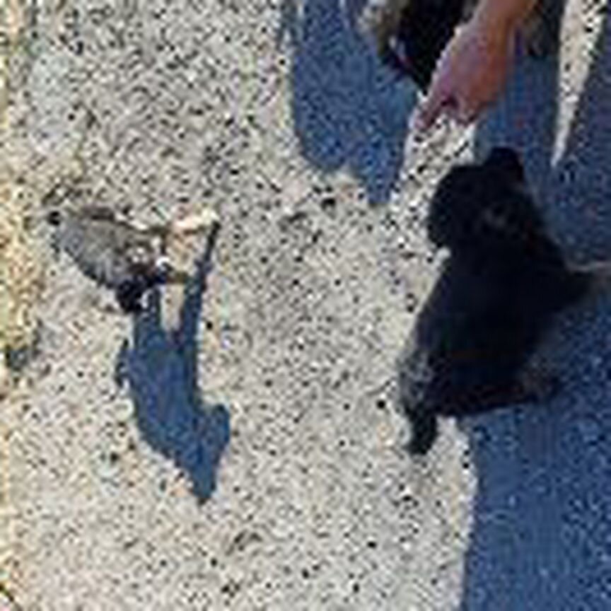 Кутята немецкой овчарки