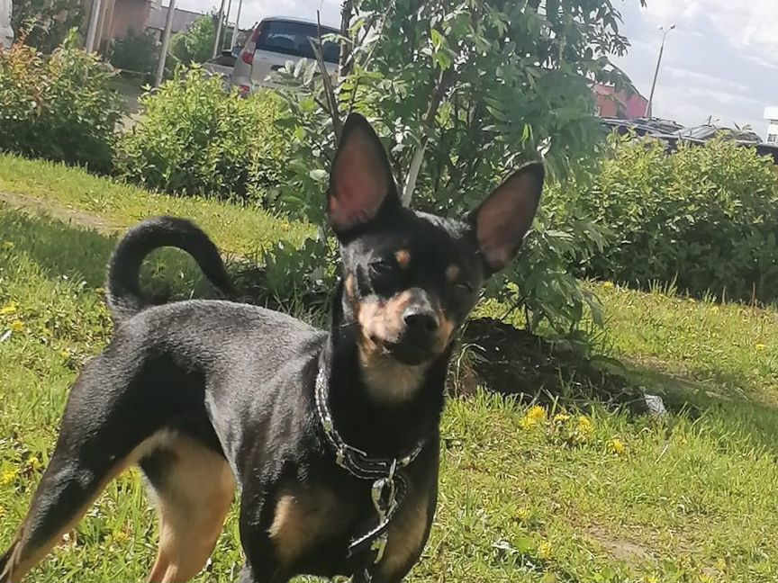 Русский той-терьер