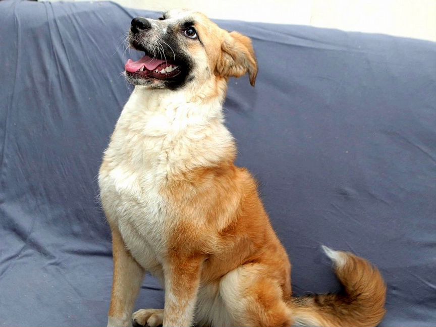 Собака в добрые руки