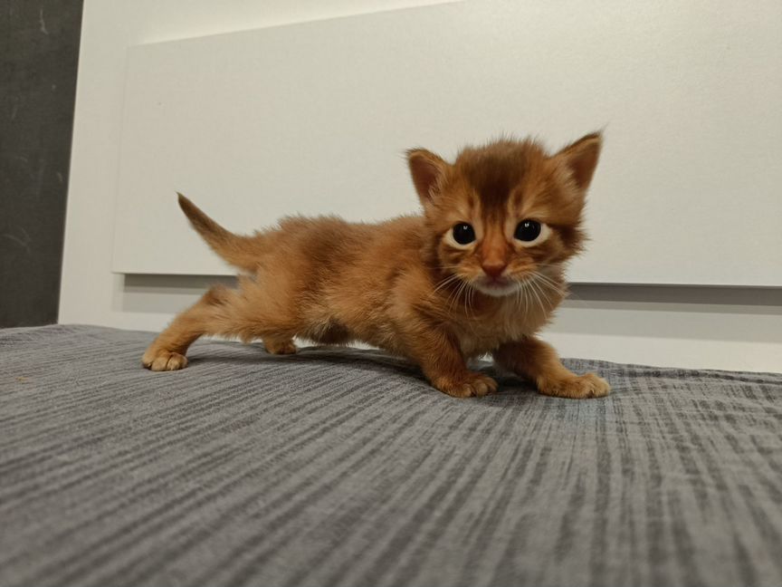 Сомалийские котята