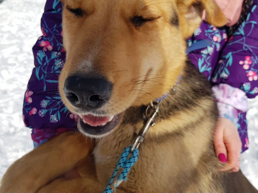 Мишуня очень нуждается в доме