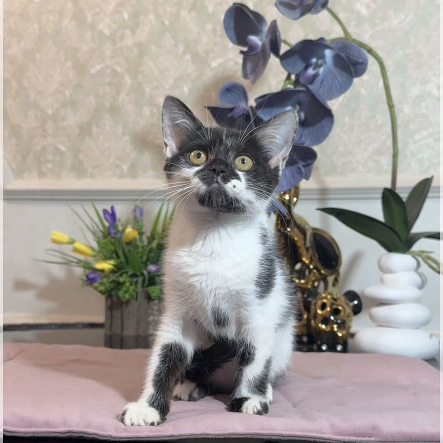 Девон-рекс котёнок