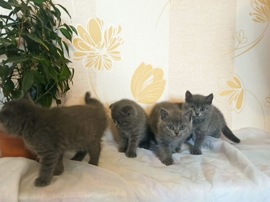 Шотландские медвежата