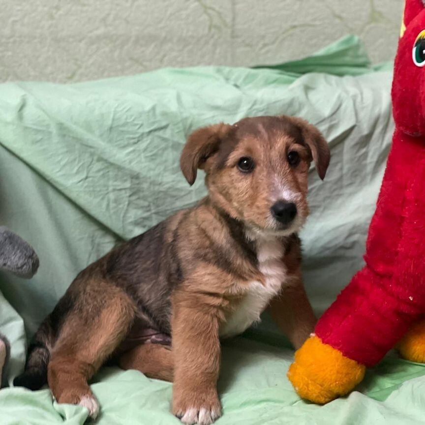 Девочка в приюте 2 мес