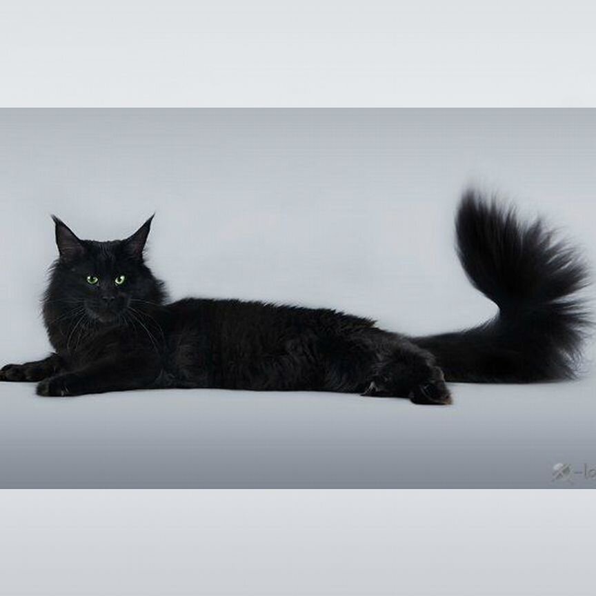 Мейн-кун, взрослая кошка