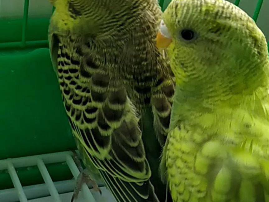 Птенцы волнистых попугайчиков