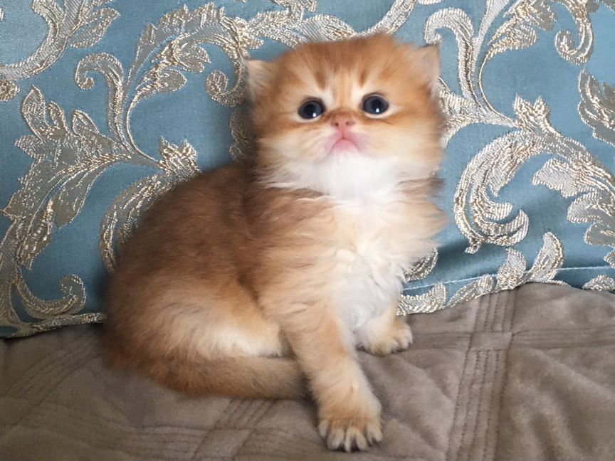 Золотуля- лапотуля