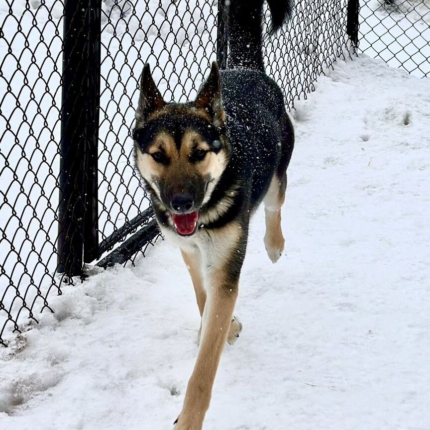 Собака в добрые руки