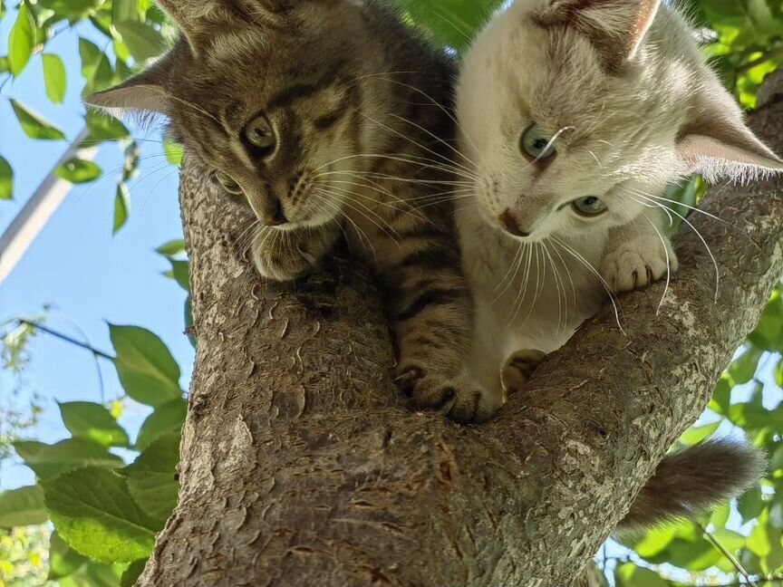 Тайские котята