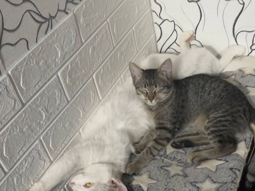 Котята в добрые руки