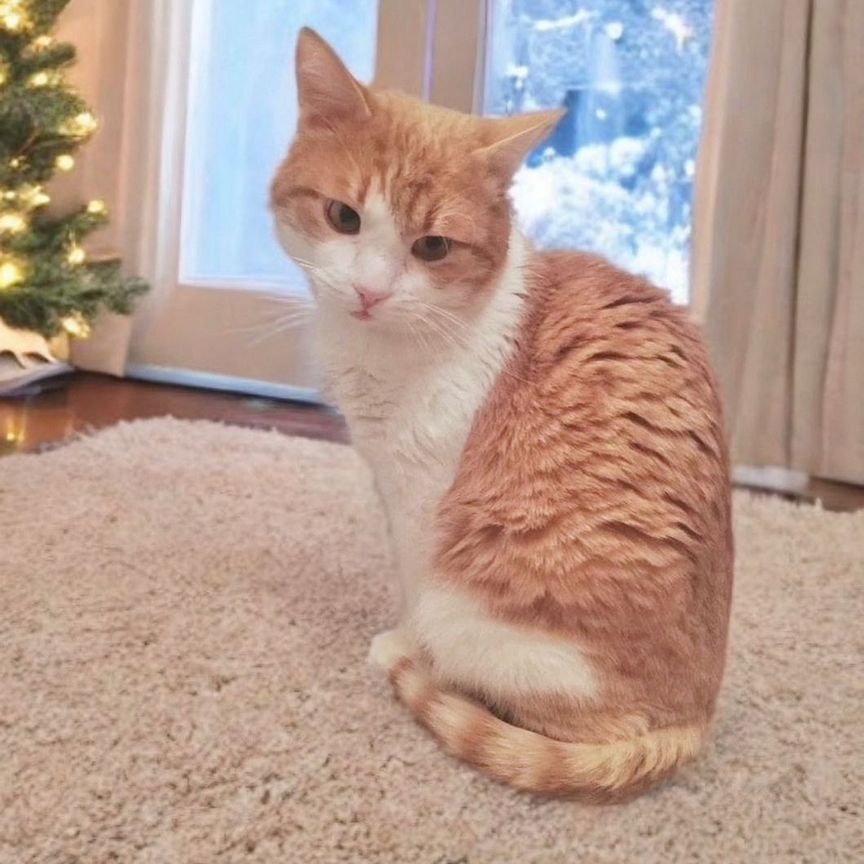 Бывшедомашний рыжик ищет дом