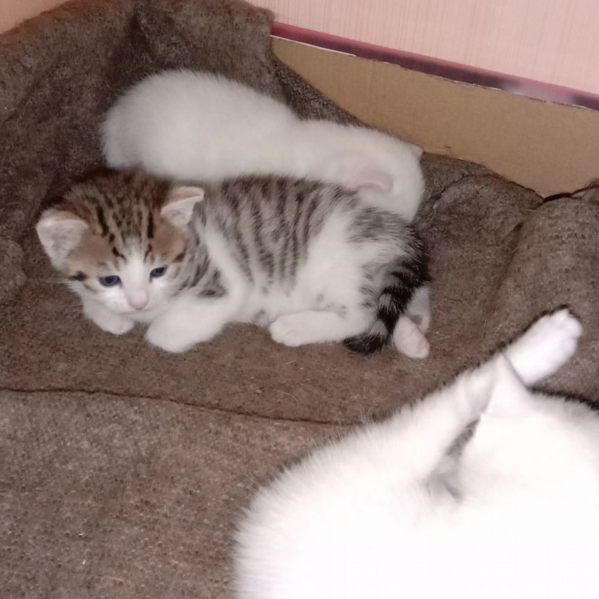 Красявые котята