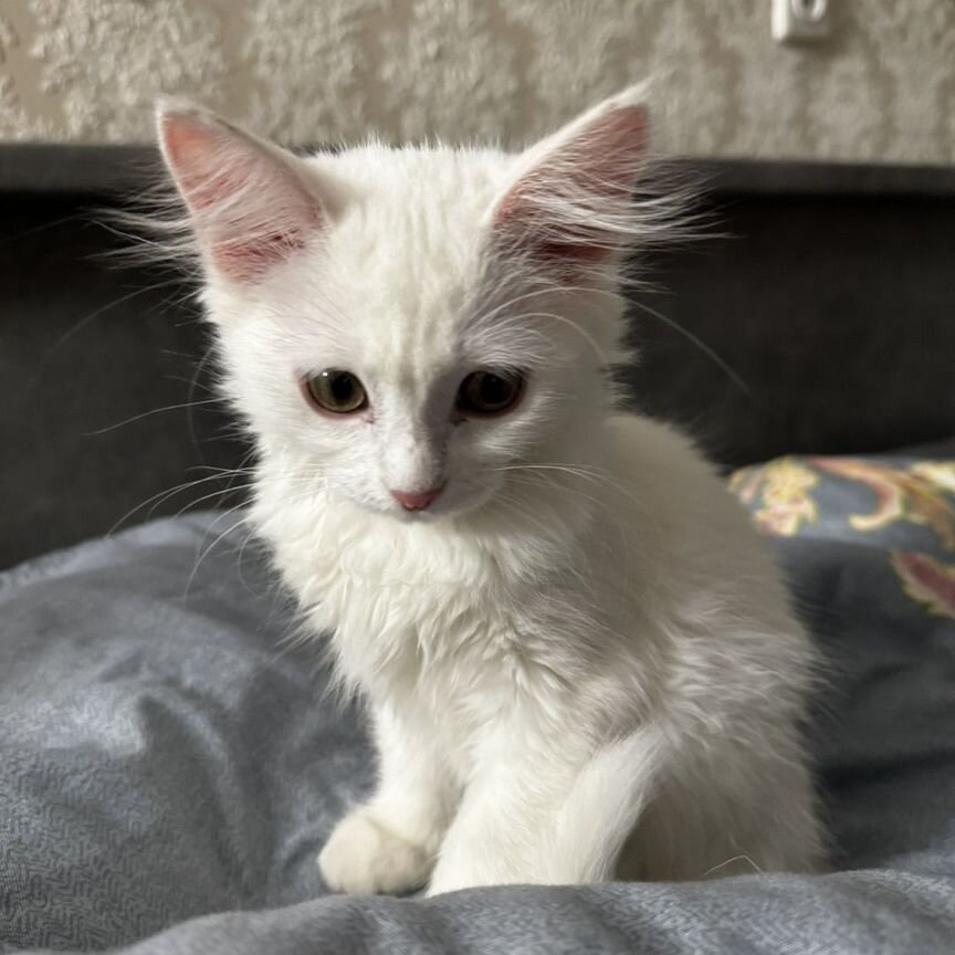 Девочка Белла