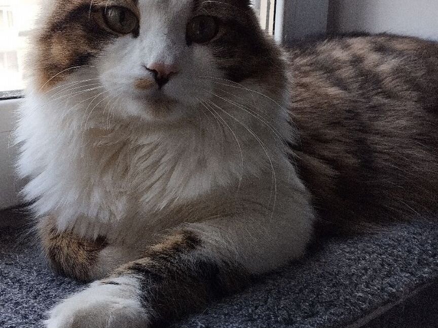 Красавчик Мейн-кун