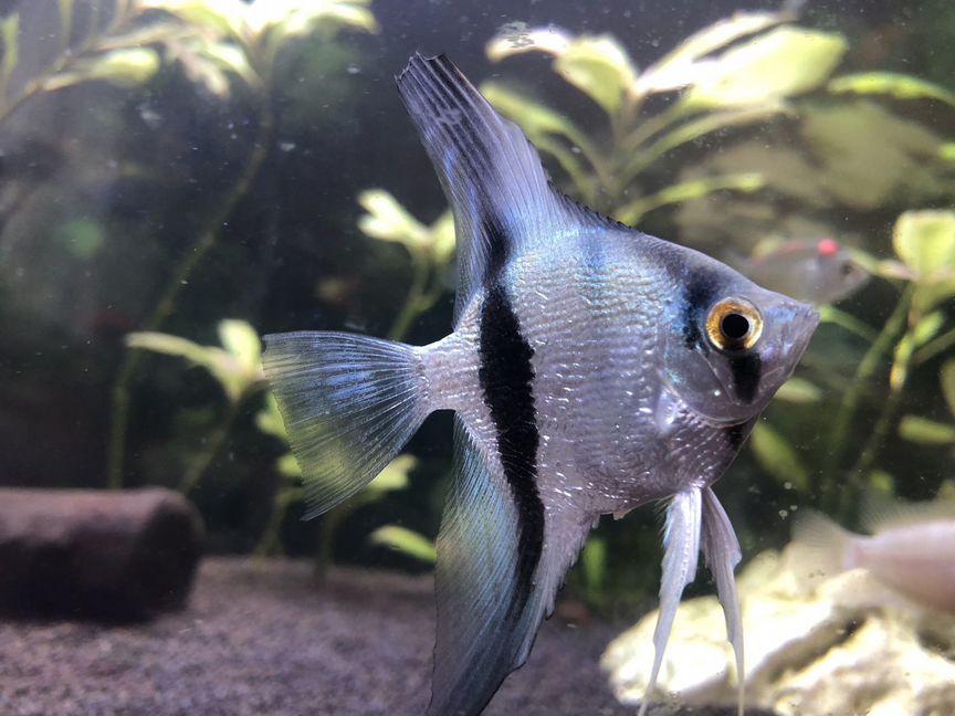 Скалярия, коряга в аквариум