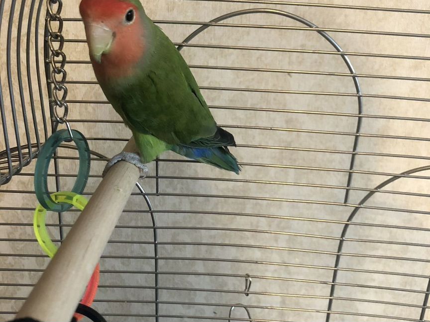 Попугай неразлучник с клеткой