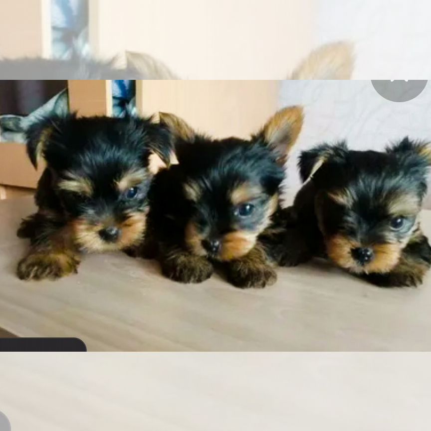 Йоркширский терьер, щенок