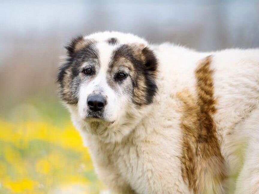 Алабай из приюта бесплатно в добрые руки