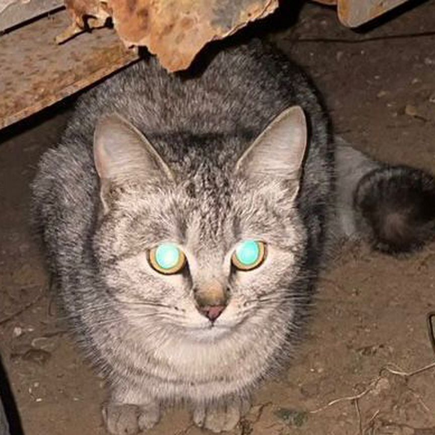 Умер хозяин. Родственники выкинули на улицу