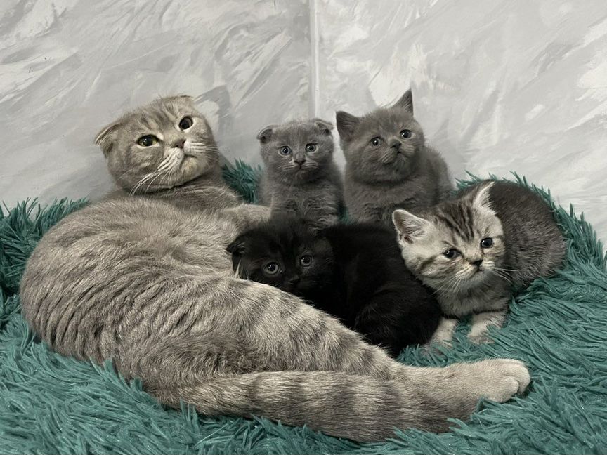 Британские котята