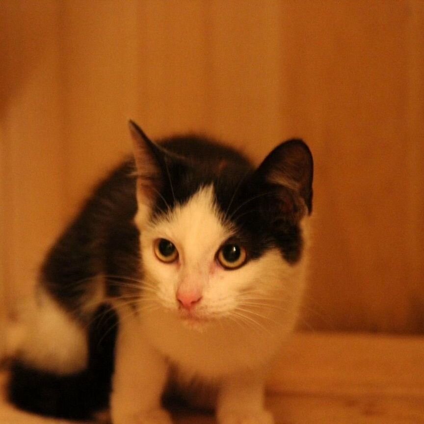 Котенок Ангелина