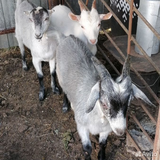 Козлята ламанча