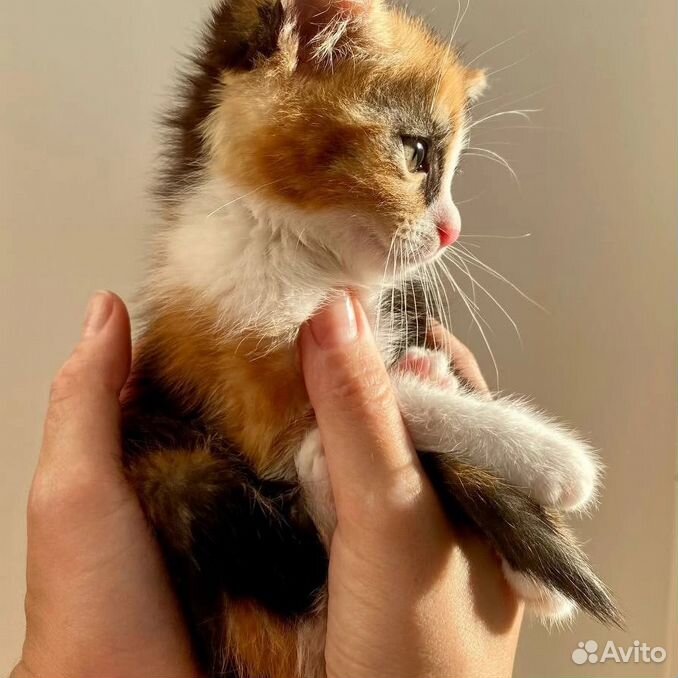 Чудесные котятки ищут дом