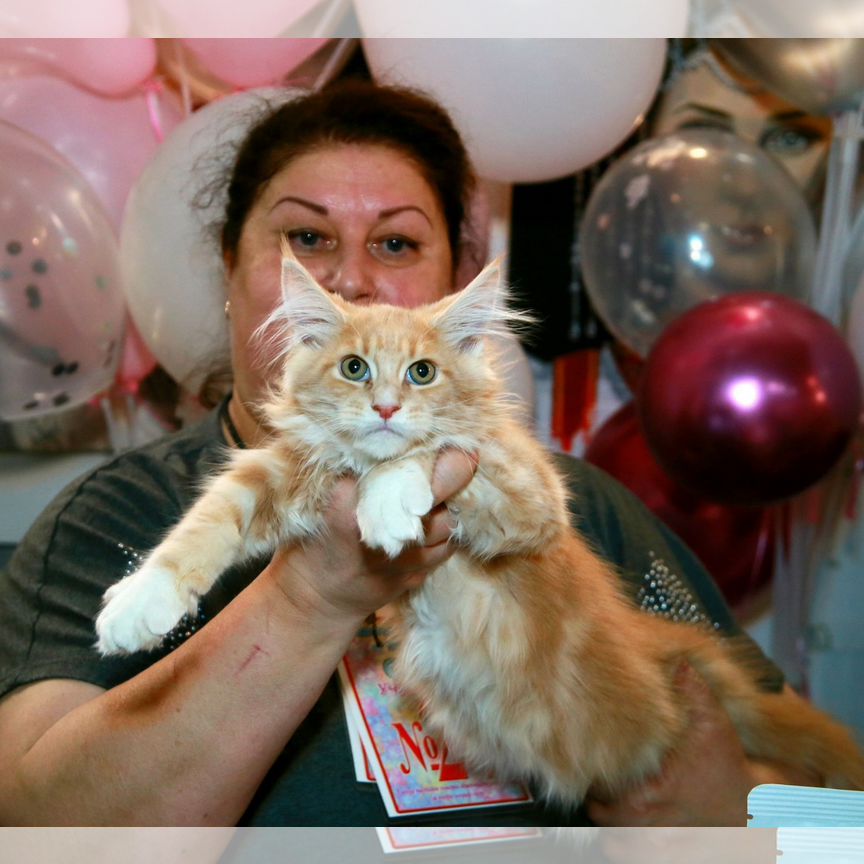 Мейн-кун котёнок