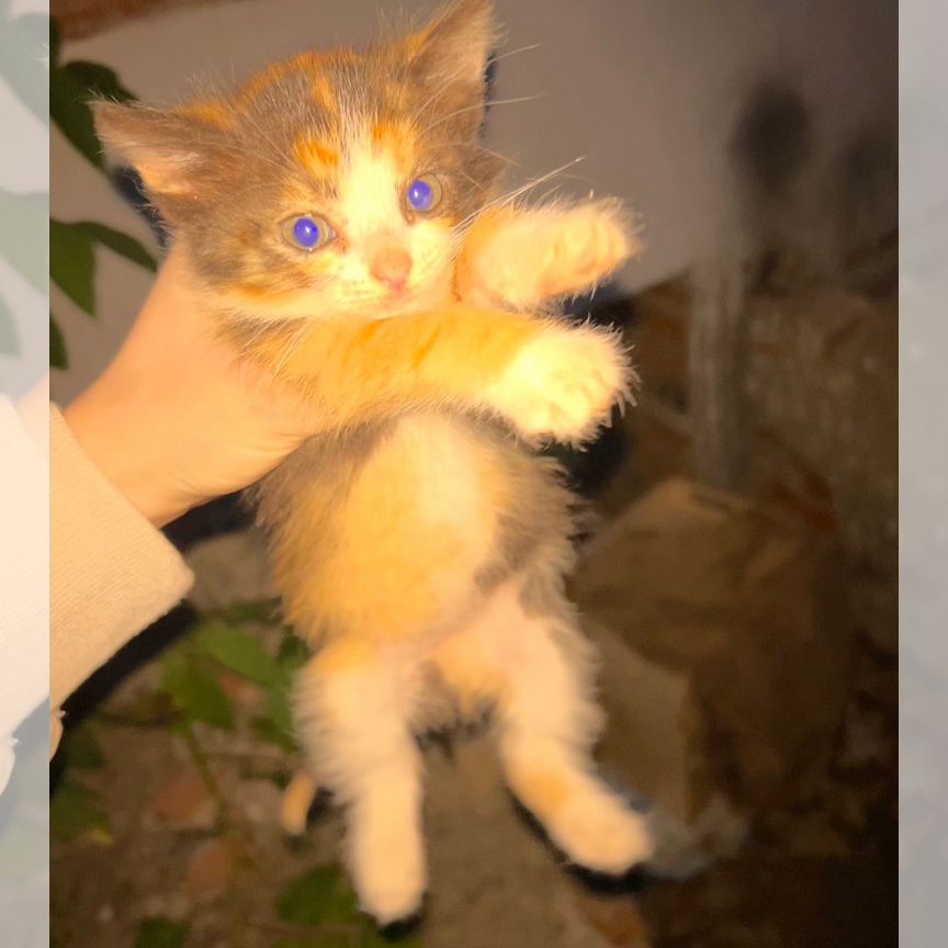 Котёнок в добрые руки