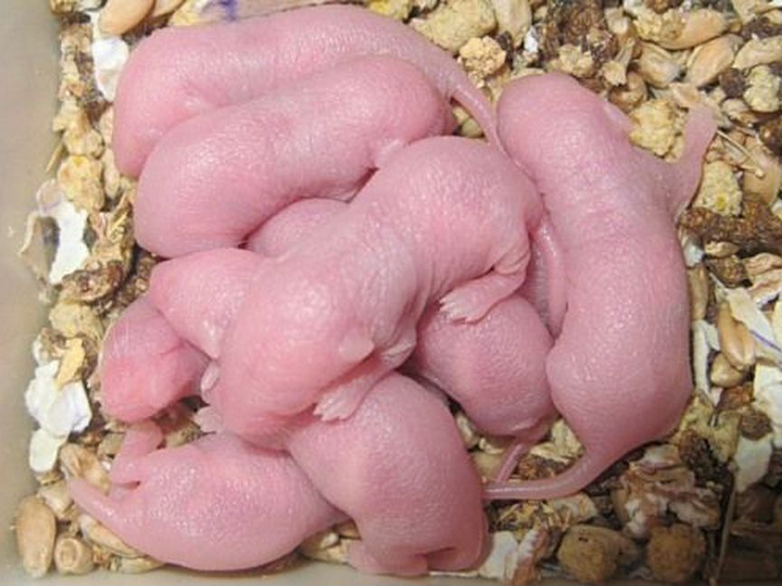 Мыши кормовые