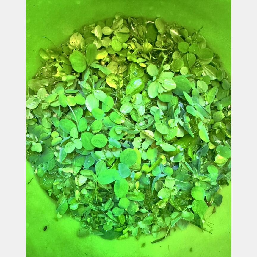 Пистия роголистник бесплатно