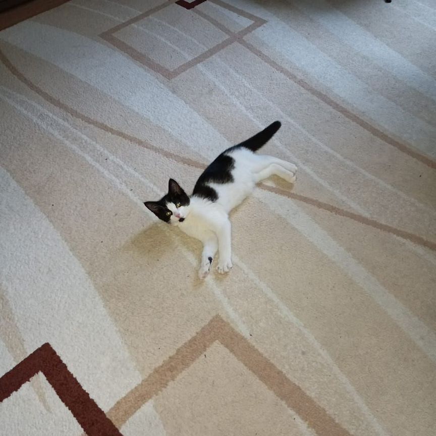 Ласковый котенок 2 месяца спасена с улицы