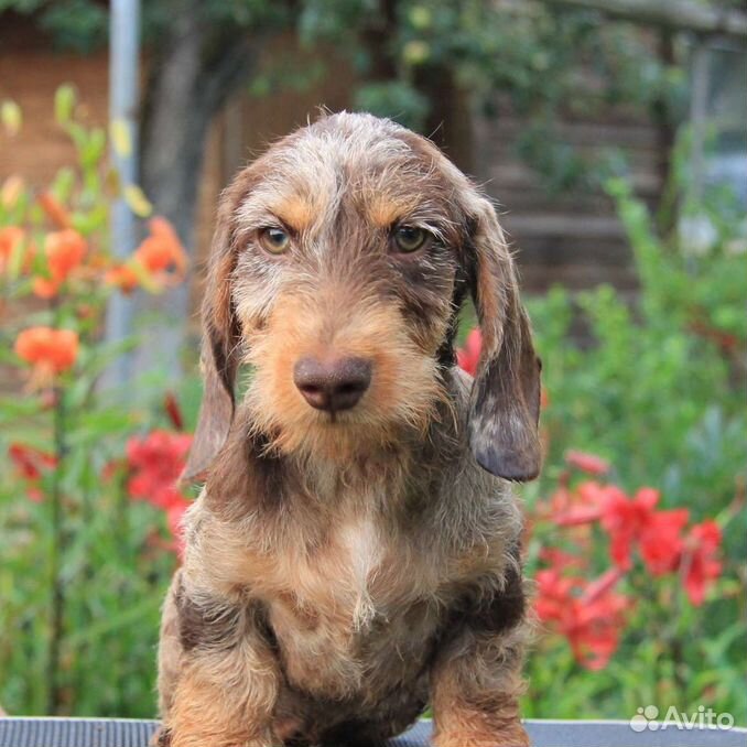 Карликовая мраморная такса